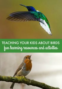 Learning about Birds - Creative EDventures